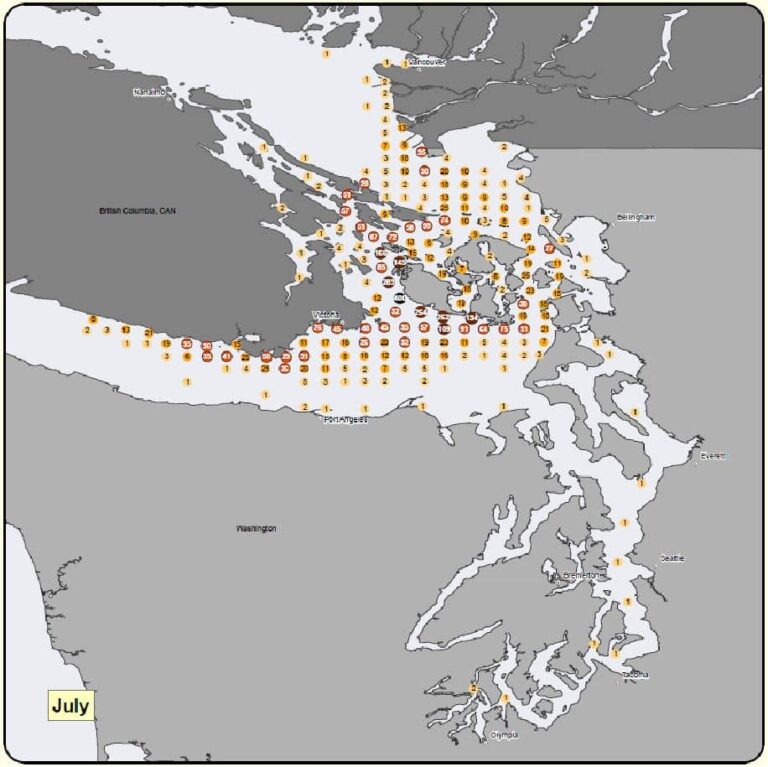 Kayak Whale Watching Seattle Washington